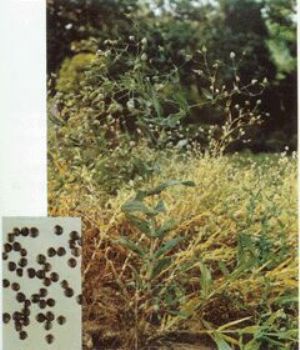 王不留行_王不留行的来源、性味归经、功效及主治、化学成分、炮制方法及作用、药理作用、药典标准_医学百科