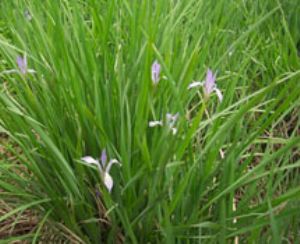 马兰_马兰的来源、性味归经、功效及主治、化学成分、药理作用、食疗功效_医学百科