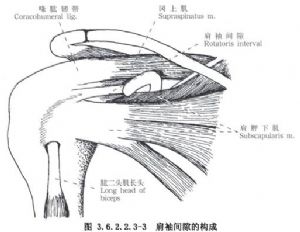 Magnuson氏法_复发性肩关节脱位切开复位术、肩关节脱位的手术治疗、关节脱位及关节损伤手术、手术、骨科手术_医学百科